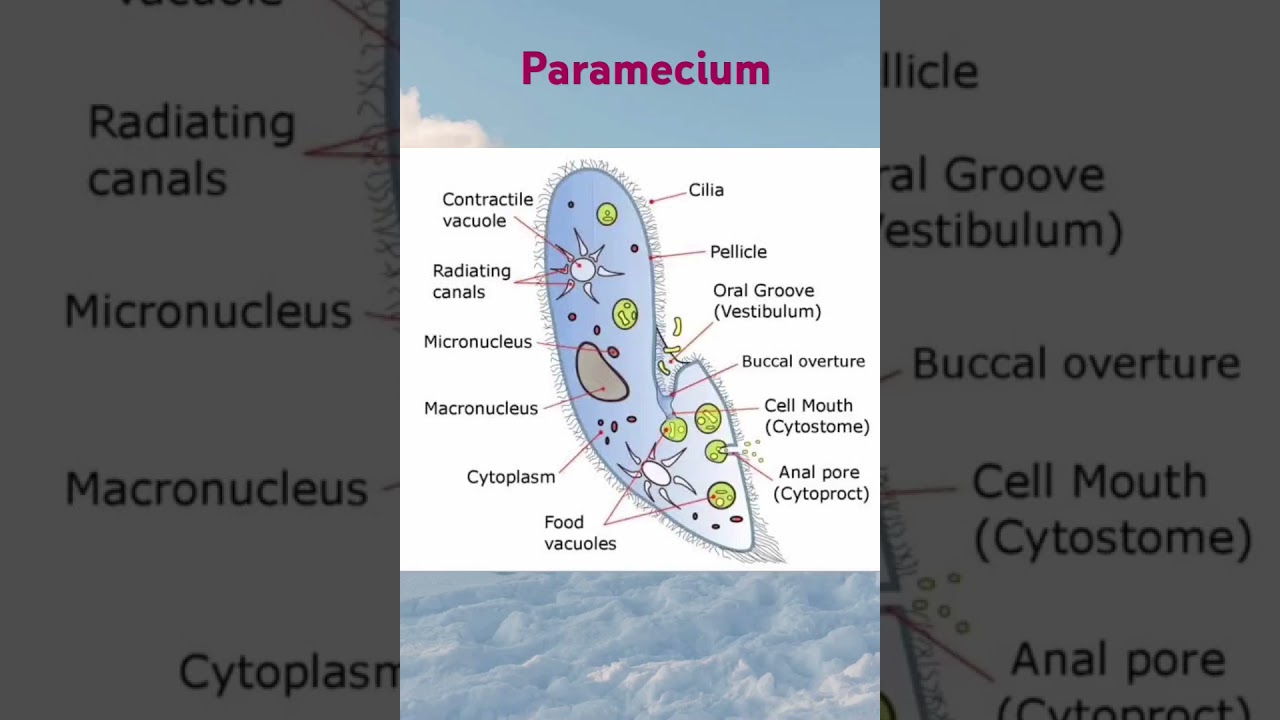 Paramecium #diagram @Biologyjinx