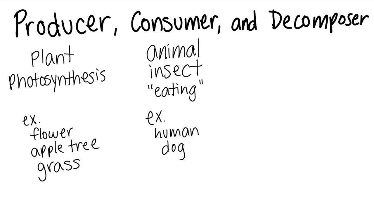 Producers, Consumers, and Decomposers