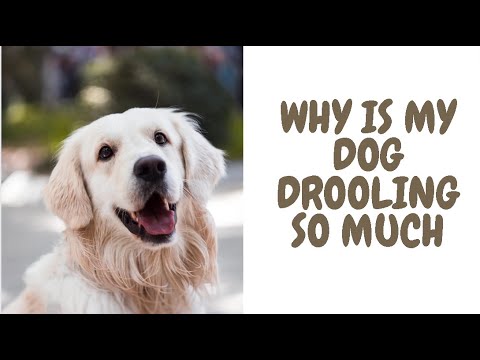 Why Is My Dog Drooling So Much