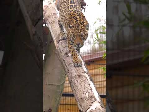 Is this the most beautiful Jaguar in the world! 😍 #shorts