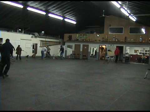 Training in High distraction area @ RR Professional Dog Training