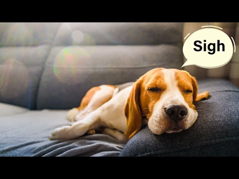 Why Do Dogs Sigh