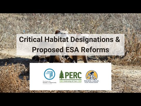 Policy Briefing: Critical Habitat Designations & Proposed ESA Reforms
