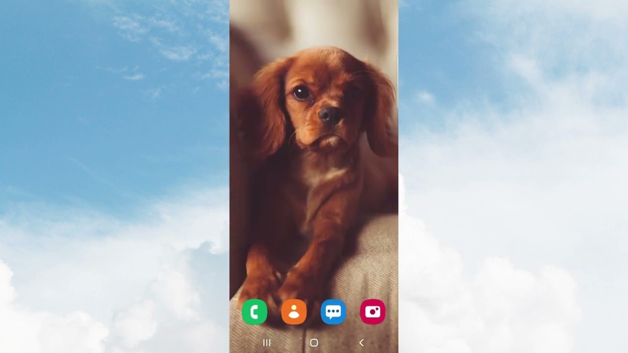 Puppy Wallpapers