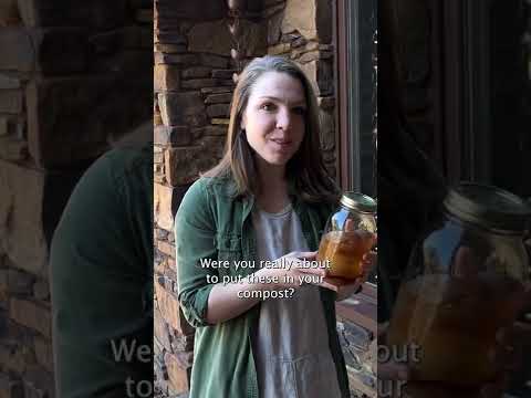 crunchy mom kombucha SCOBY