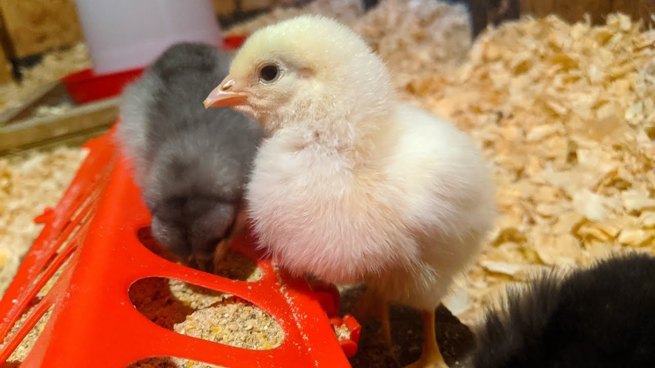 Baby Chicks - Beginner's Guide
