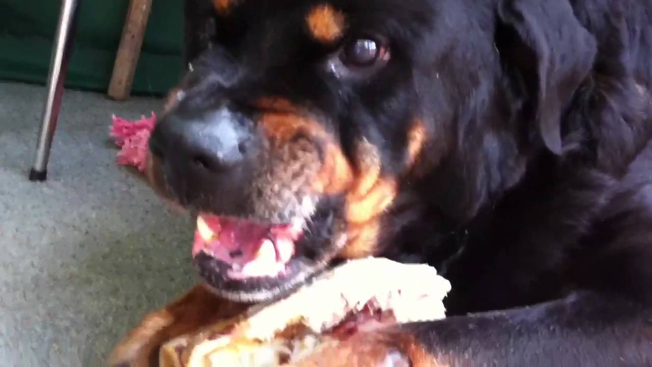Very Angry Rottweiler !