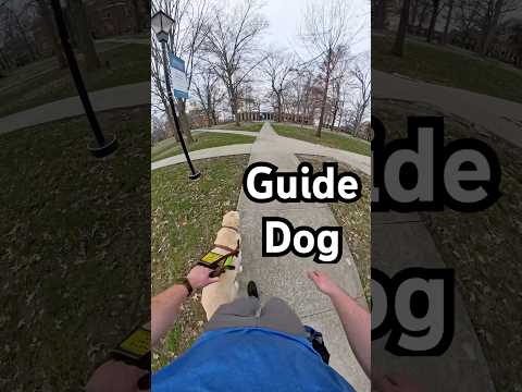 Guide Dog Navigates Confusing Crossroads #guidedog #dog #dogs