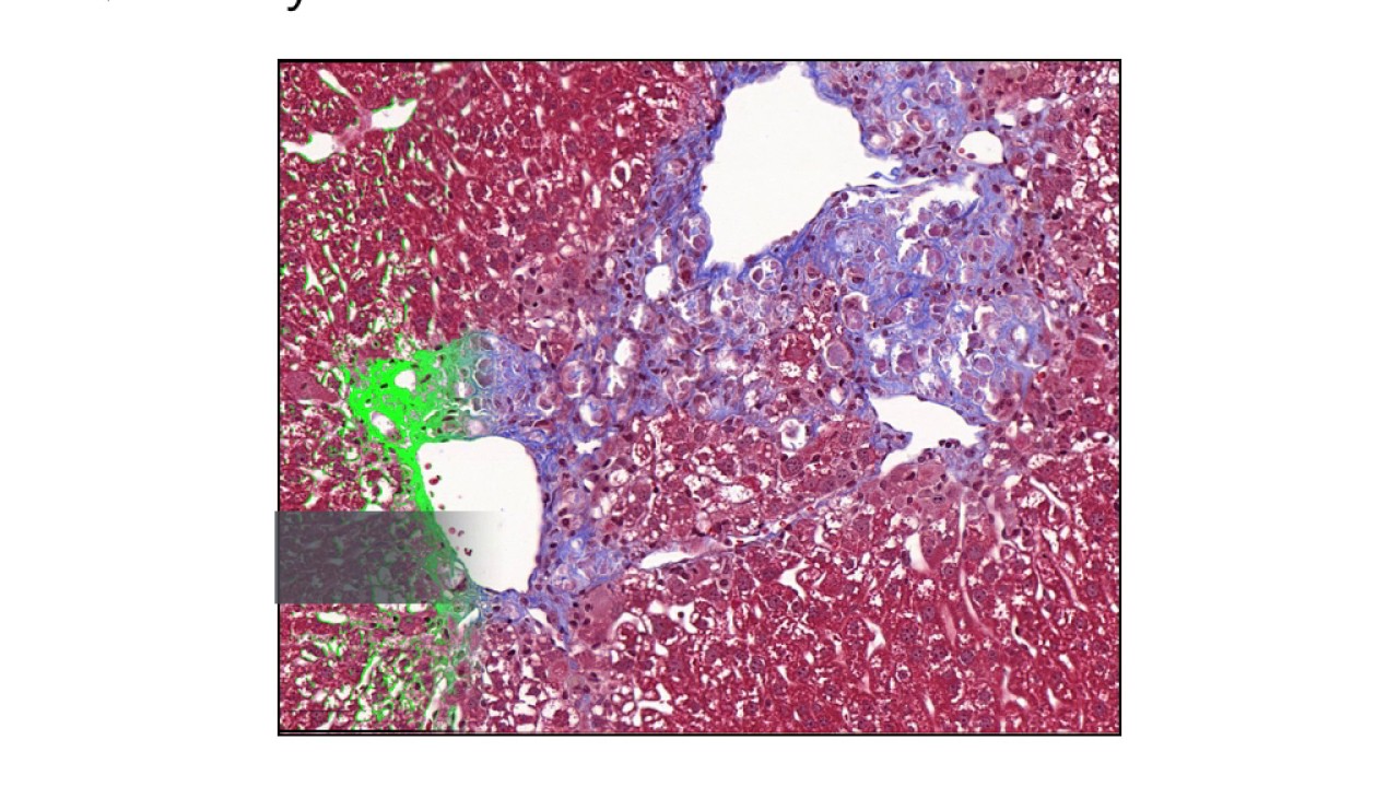 ImageDx - Quantitative Image Analysis