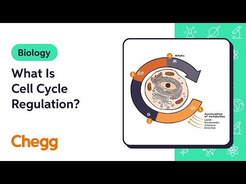 What Is Cell Cycle Regulation? | Biology