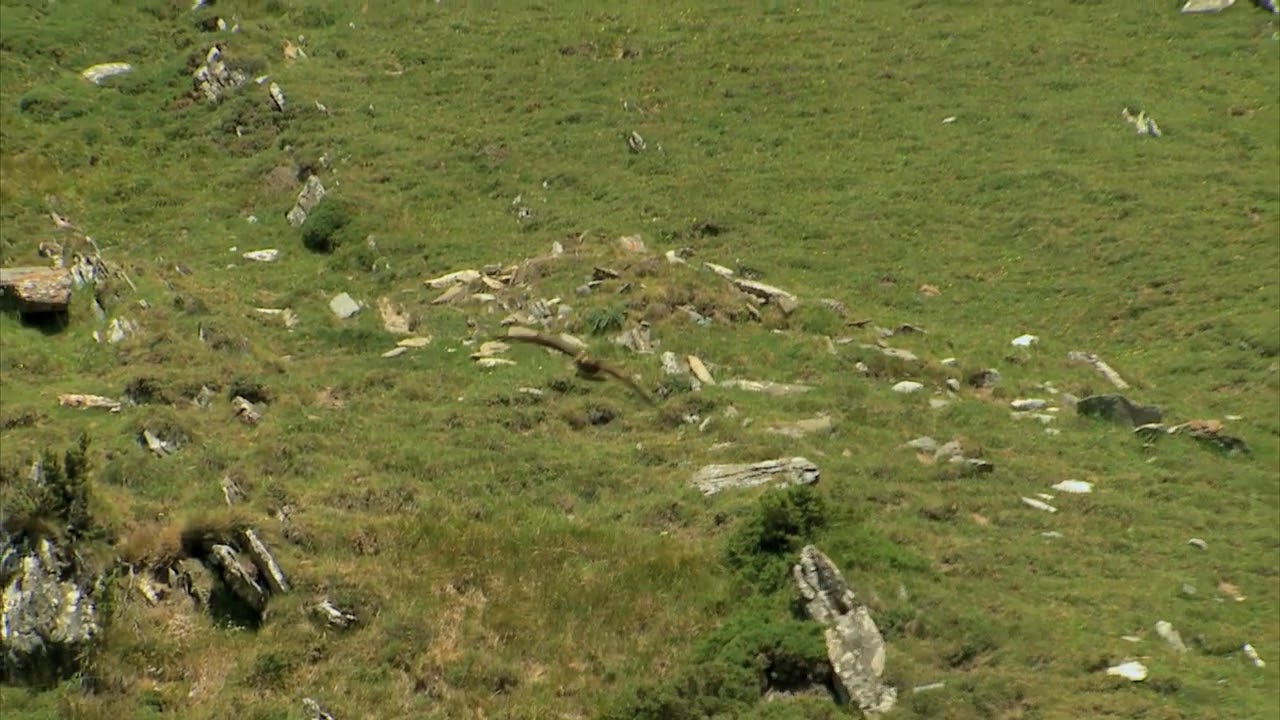 🦅 Golden Eagle (Aquila chrysaetos) - King Of The Sky.