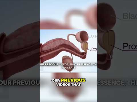 Prostate Problems? This Explains Urinary Symptoms!