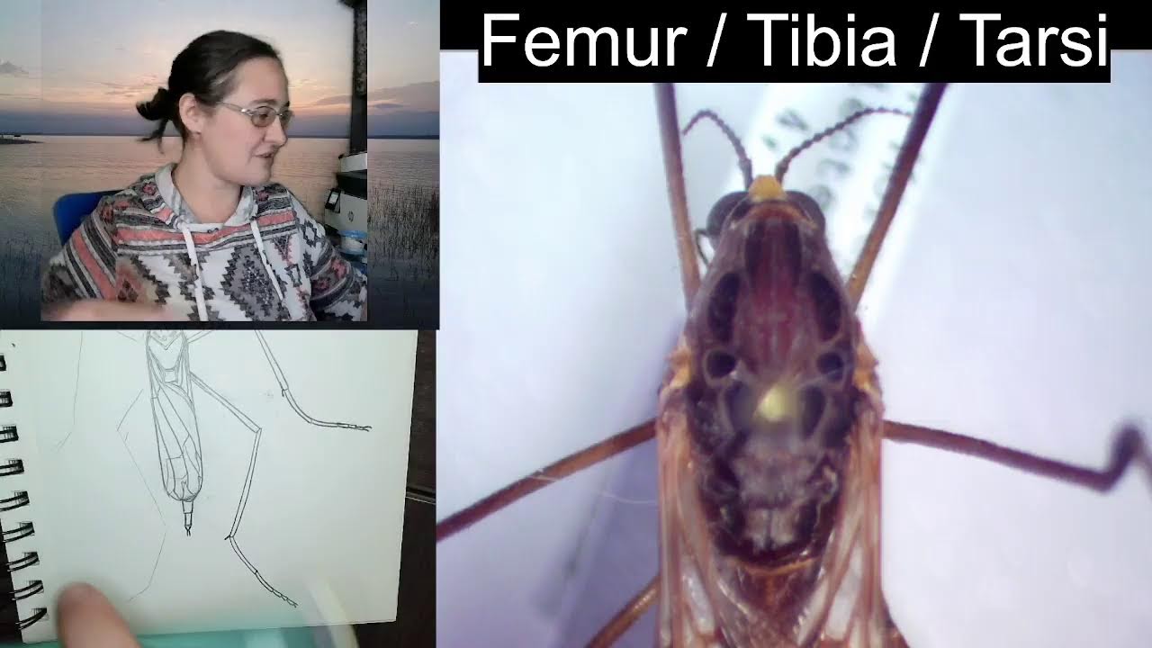 Insect Illustrations Under a Microscope: Crane Fly (Family: Tipulidae)