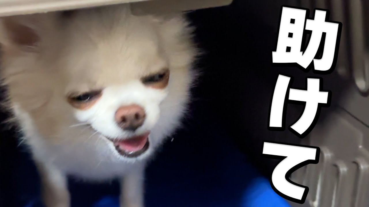 仕事帰りに愛犬チワワと遊ぶとこうなります。真似しないでください。