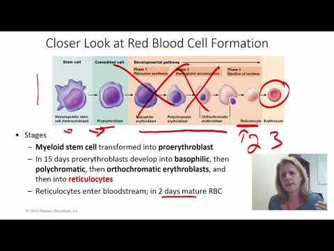 Erythrocytes 8 17