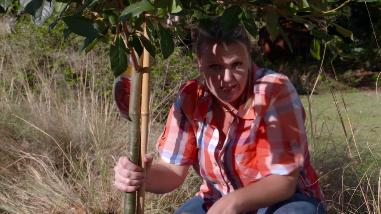 Proper Tree Planting