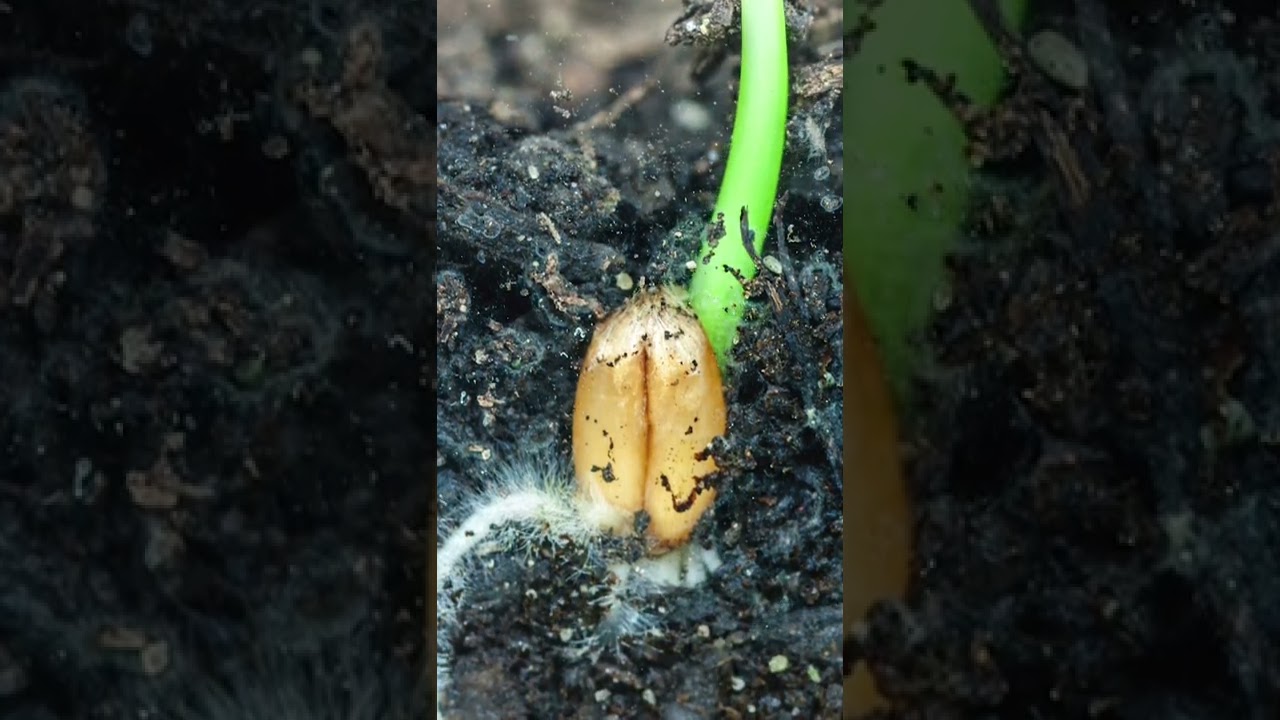 Wheat Growing TIme Lapse