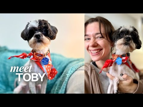 Dog for adoption - Toby Mr Dapper Boy, a Shih Tzu & Miniature Poodle ...