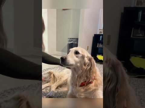 Their dog wanted to say goodbye before he passed away ❤️