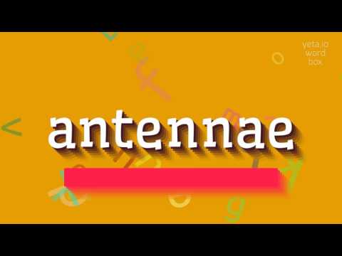 How to say "antennae"! (High Quality Voices)