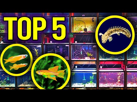 Top 5 Community, Centerpiece and Oddball Aquarium Fish