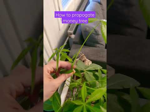 Propogating your Money Tree the RIGHT way