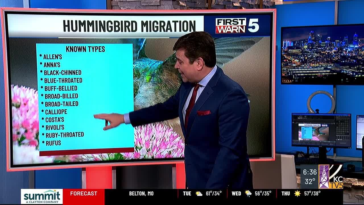 Hummingbirds are on the move: What you need to know about spring migration