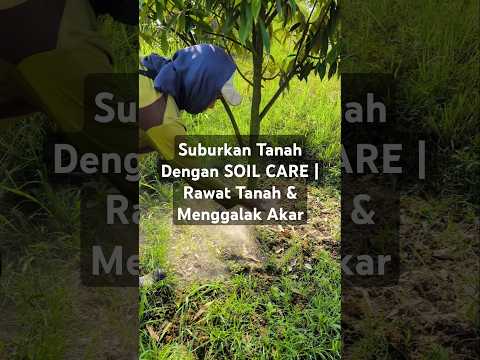 Tabur je Soil Care Kalau Nak Rawat Tanah! #durian #CIRP #dolomite #kapurpertanian #soilcare