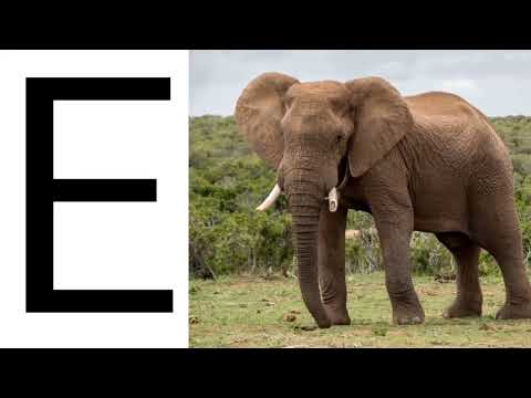 words that start with letter E l letter E l objects that starts with letter E