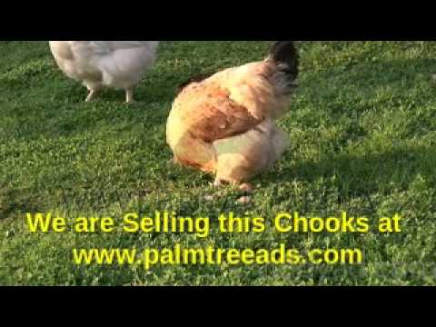 PalmTreeAds - The Most Popular Free Classified Site in India