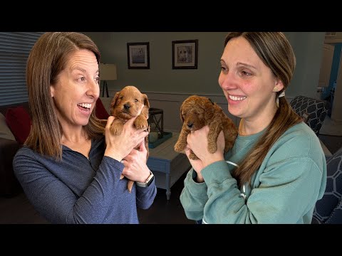 Two Best Friends Expanding Dog Breeding Business