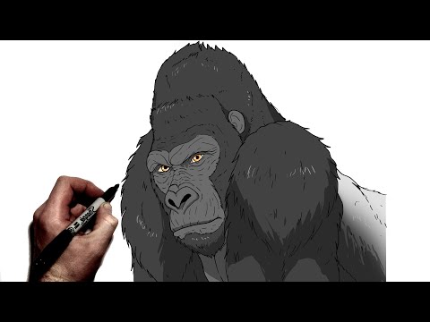 How To Draw A Silverback Gorilla | Step By Step |