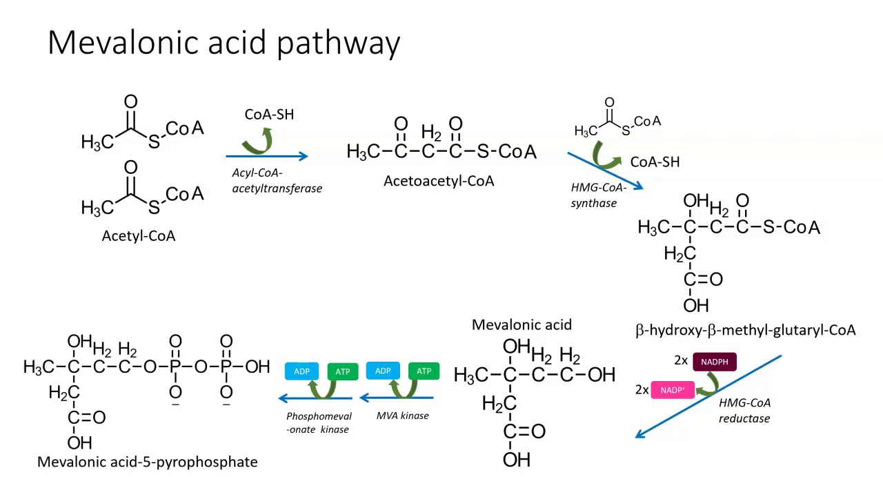 Mevalonic pathway