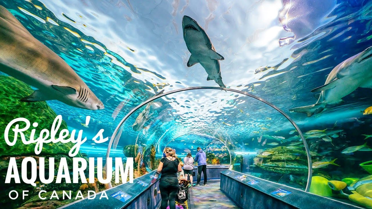 Ripley's Aquarium of Canada - 4K | Toronto, Ontario | Ripley's Aquarium Full Tour