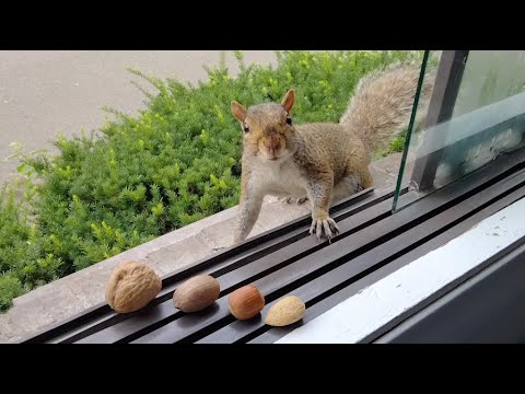 Squirrel's favorite nut