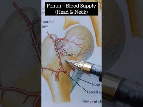 Blood Supply of Femur Head & Neck
