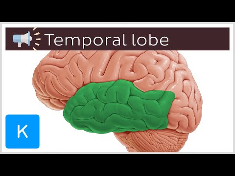 Temporal lobe | Anatomical Terms Pronunciation by Kenhub