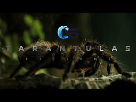 10 Tarantula Facts You’ve NEVER Heard Before | Strange Abilities That Defy Nature