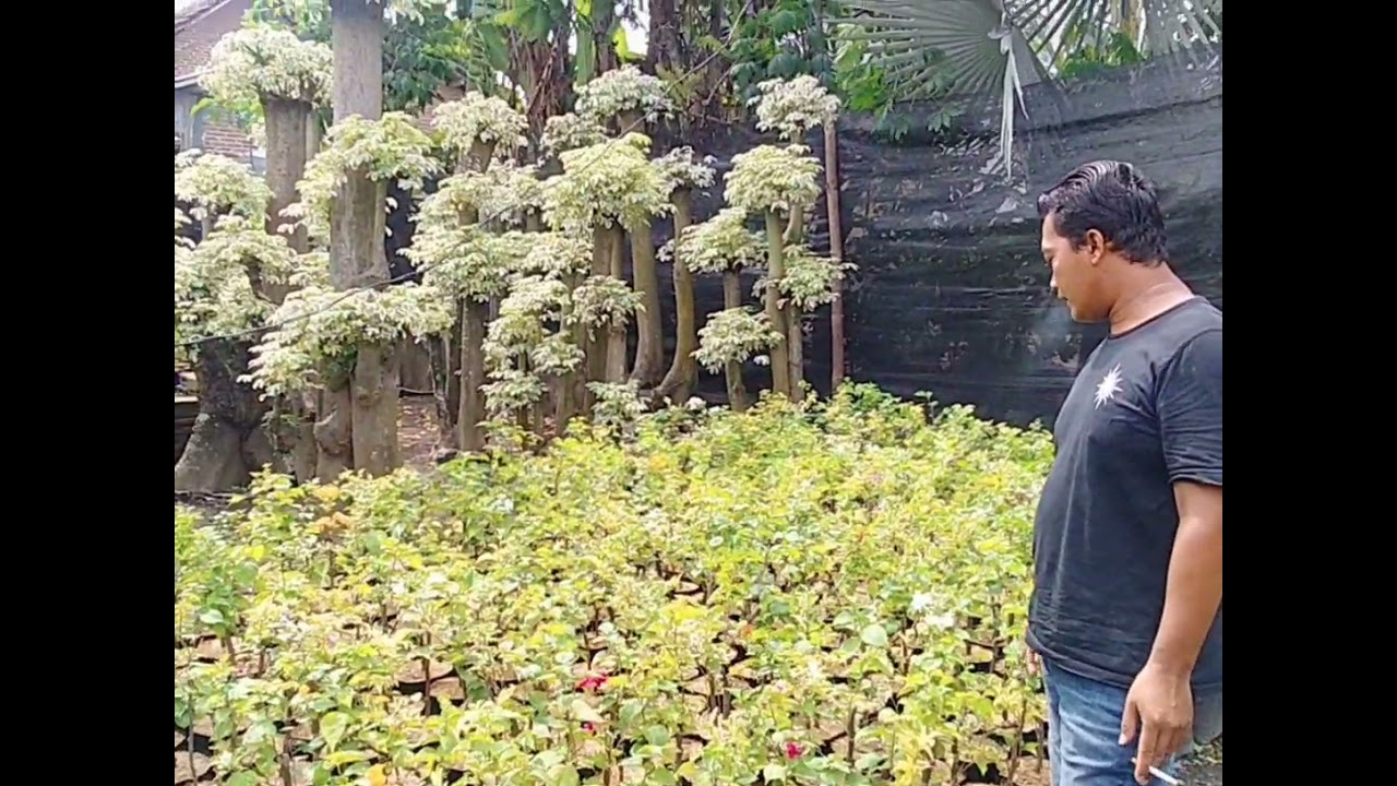 Bougenville / bunga kertas murah