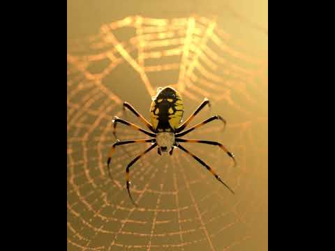 Spider on web Animation