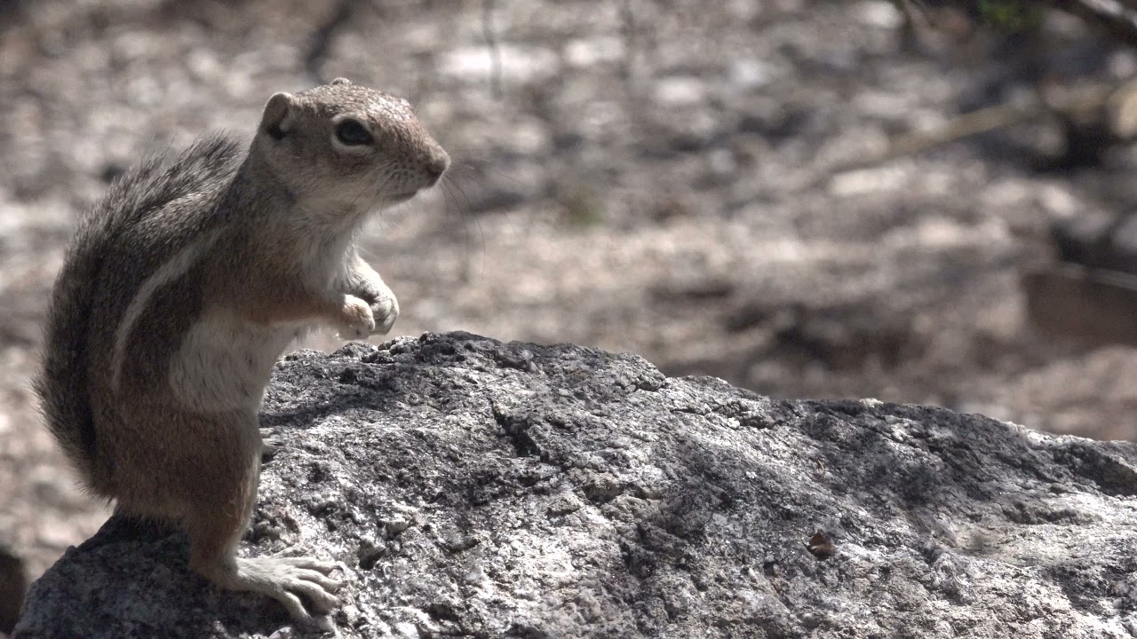 Harris's Antelope Ground Squirrel Calling 4K