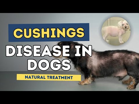 Cushings Disease in Dogs: Natural Treatment