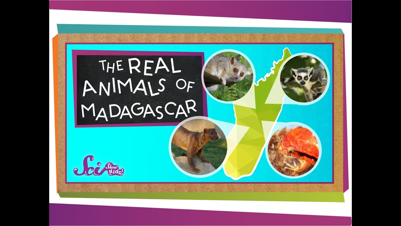 The Real Animals of Madagascar | Animal Science for Kids