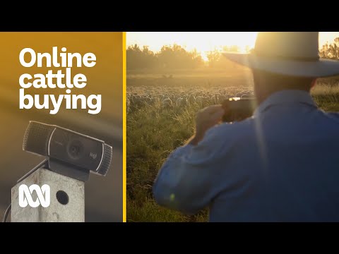 Online cow buying – pandemic shakes up cattle auctions | COVID Innovations #4 | ABC Australia