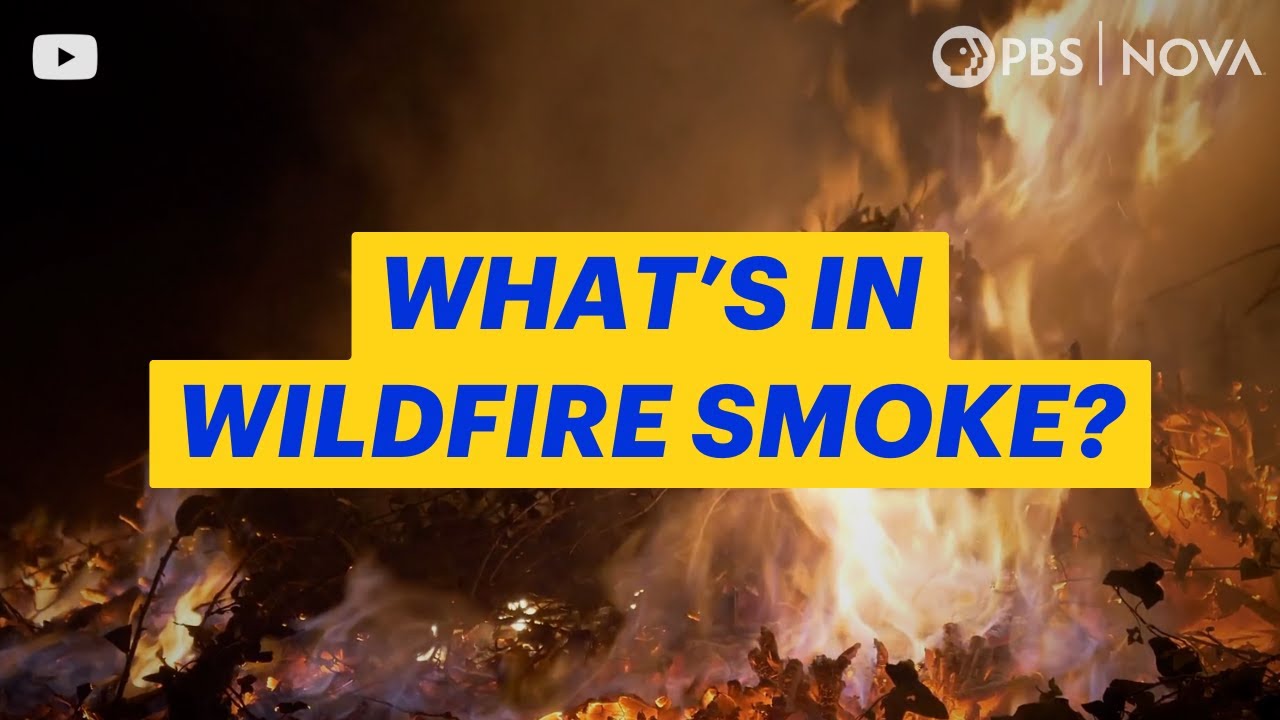 There’s Something Living in Wildfire Smoke | NOVA | PBS