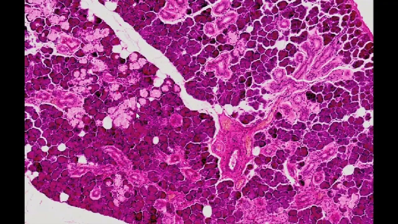 Submandibular gland (H&E Staining) - PUMS Histology Slides Review Series