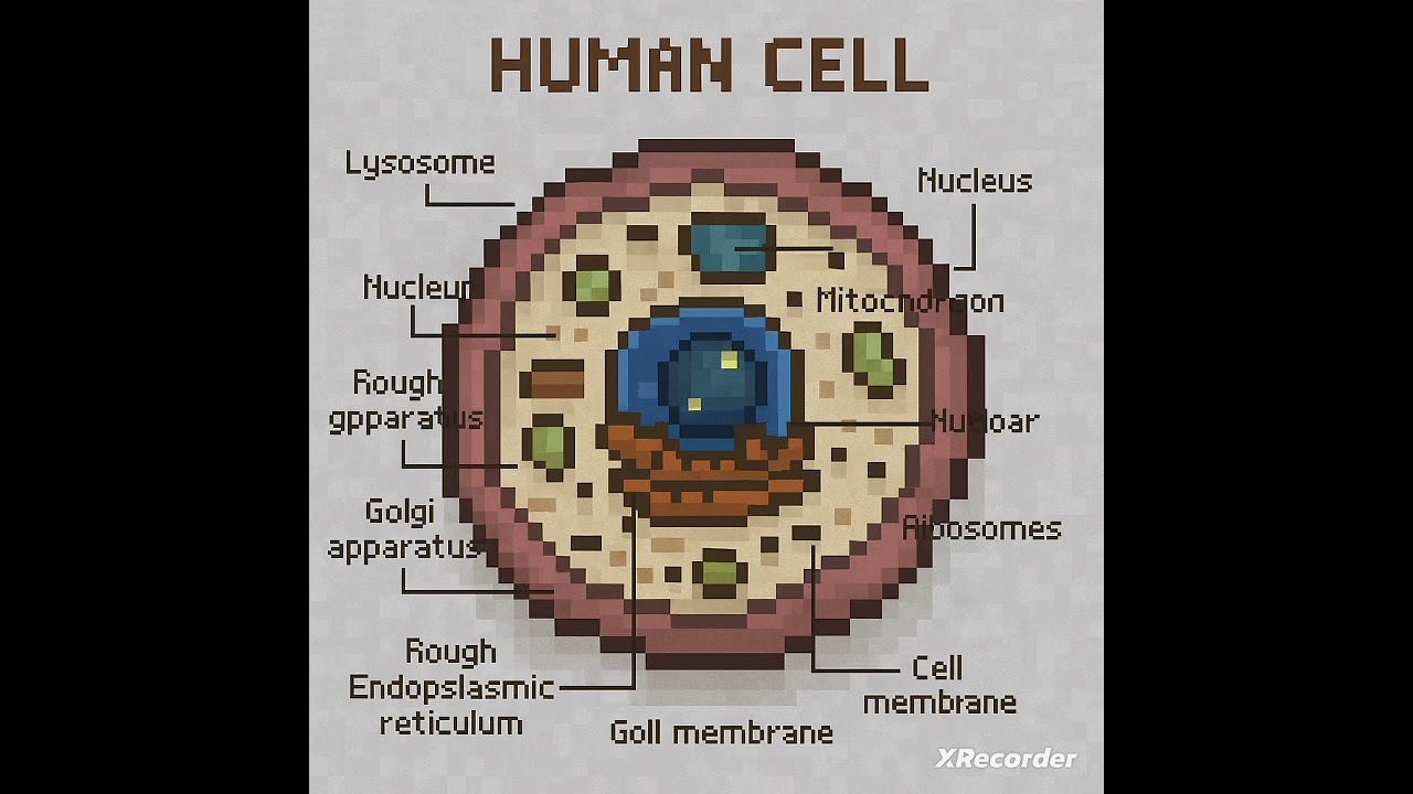Human Cell In Minecraft #shorts #minecraft #reproduction