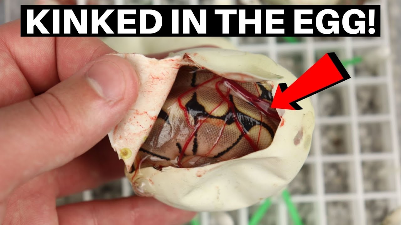 Baby Ball Python Kinked In The Egg! Shatter Gene Explained - Benjamin's Exotics