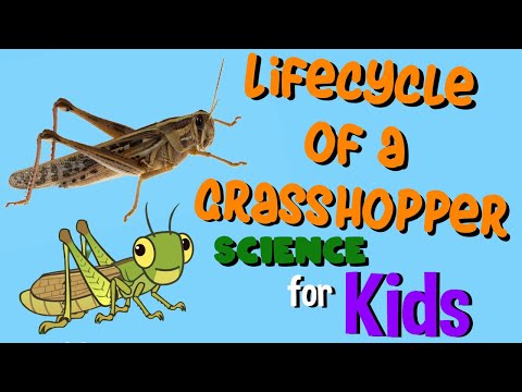 Lifecycle of a Grasshopper | Science for… - Partner