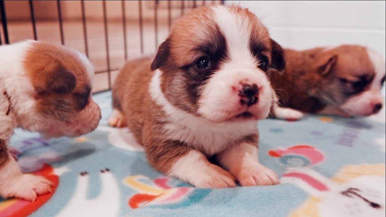 Extra Cuddly Corgi Puppies!!!